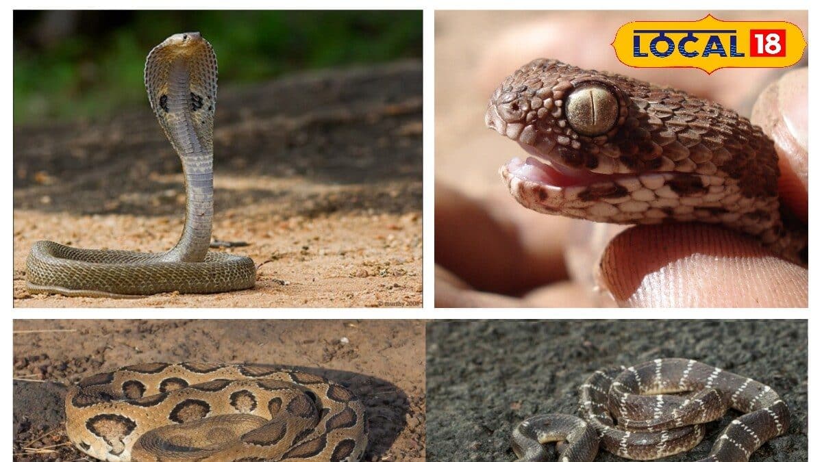 Snake Bite Death: યમરાજથી પણ ખતરનાક છે આ 4 સાપ, દર વર્ષે 50,000 લોકોનો ...