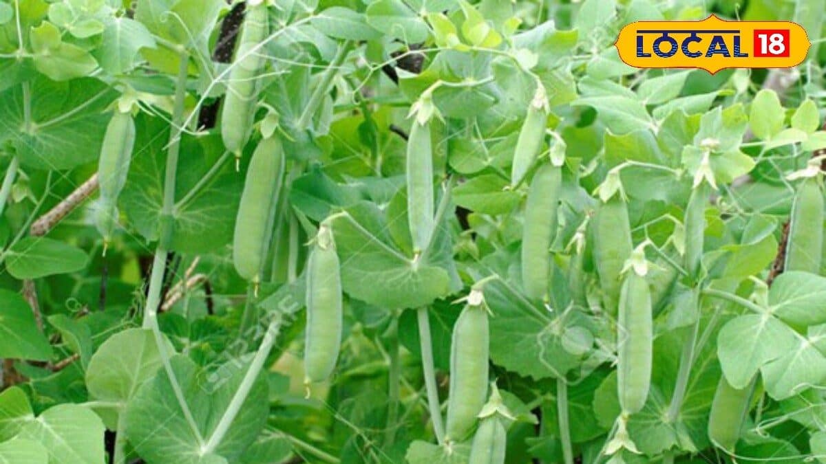 વટાણાનું વાવેતર કરવાનો સમય - Time to plant peas | - News18 Gujarati