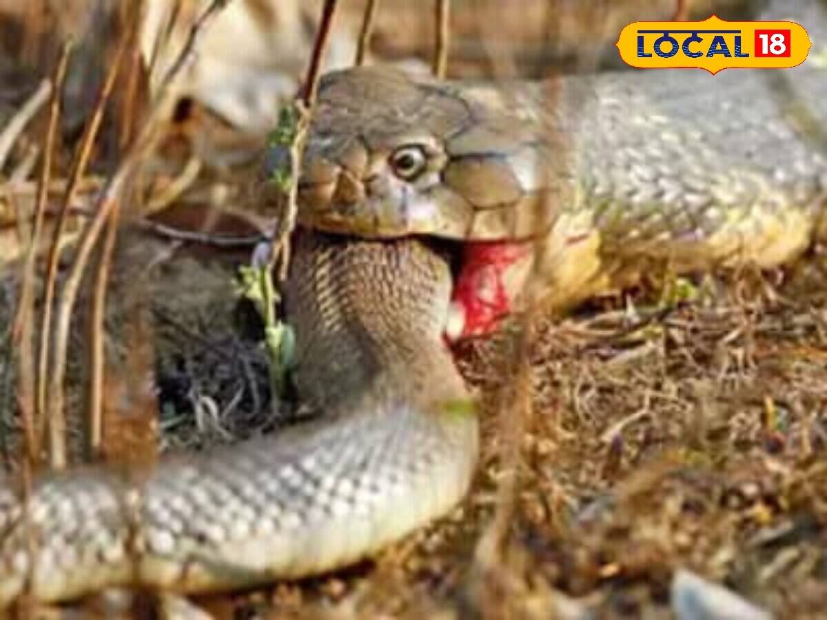 સૌથી ઝેરી કિંગ કોબરા સાપ - King Cobra Most Venomous Snake | અજબગજબ - News18 ગુજરાતી