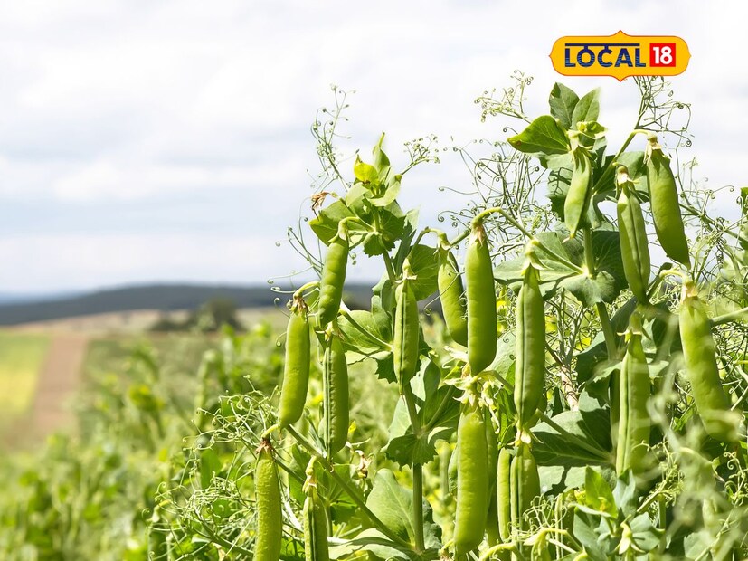 વટાણાનું વાવેતર કરવાનો સમય - Time to plant peas | વેપાર - News18 ગુજરાતી