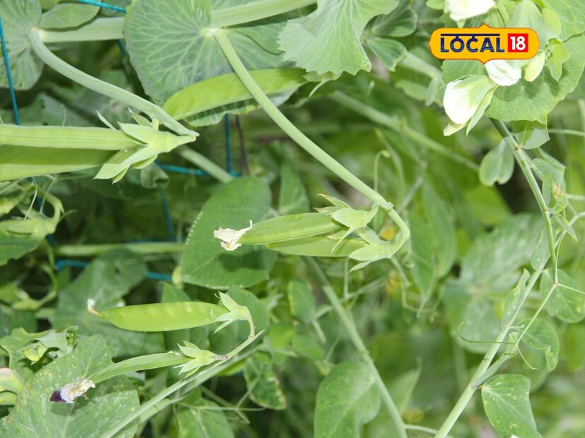 વટાણાનું વાવેતર કરવાનો સમય - Time to plant peas | વેપાર - News18 ગુજરાતી