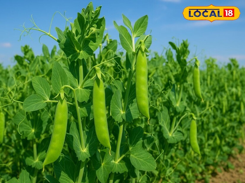 વટાણાની ખેતી કરવાની બેસ્ટ રીત - The best way to cultivate peas ...