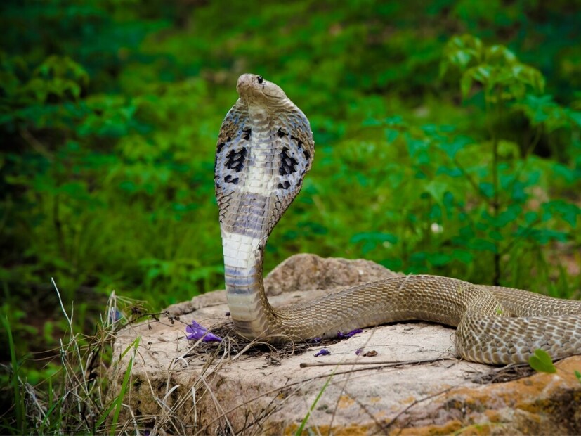 સાપની પૂંછડીમાં ઝેર હોય છે કે નહીં? જાણો શું કહે છે નિષ્ણાત- snake bite ...