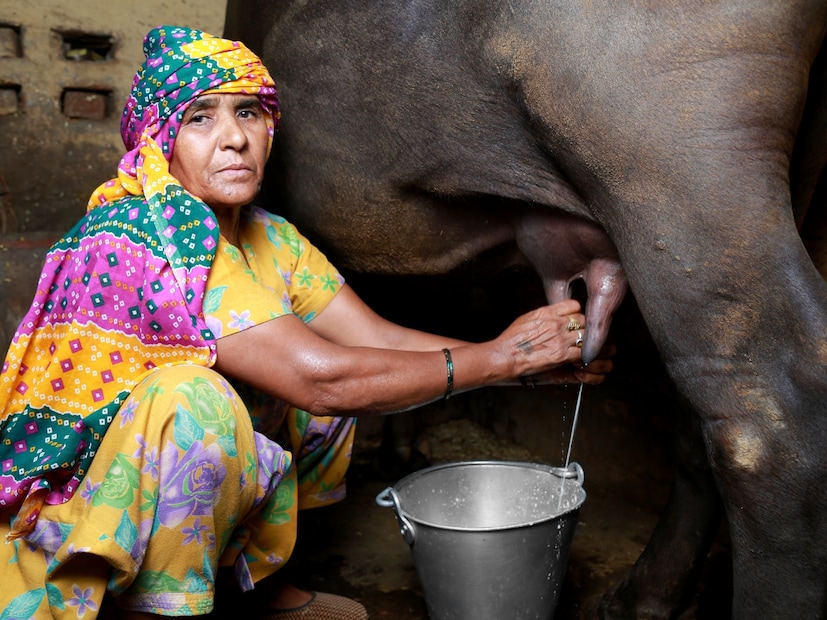 શિયાળામાં તમારા ગાય-ભેંસને દરરોજ 13 ગ્રામ આ સફેદ વસ્તુ ખવડાવો, દૂધની ...