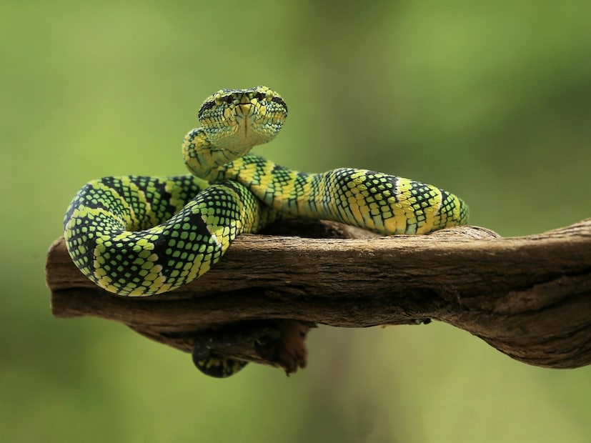 સાપની પૂંછડીમાં ઝેર હોય છે કે નહીં? જાણો શું કહે છે નિષ્ણાત- snake bite ...