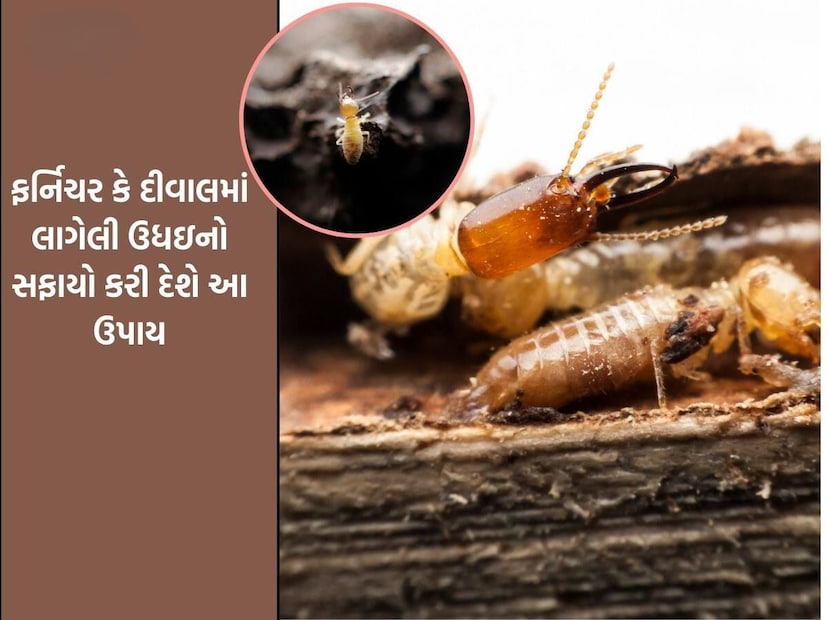 Termites: ઘરની દીવાલો અને મોંઘા ફર્નિચરમાં ઉધઈ લાગી ગઈ છે? 2 રુપિયાનો આ ...