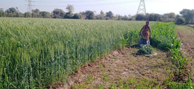 આ શિયાળે ઘઉંની ખેતી કરવી હોય તો આ 10 જાત વાવજો, 120 દિવસમાં 8000 કિલો ...