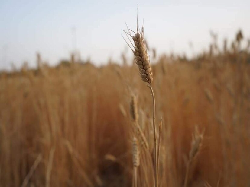 આ શિયાળે ઘઉંની ખેતી કરવી હોય તો આ 10 જાત વાવજો, 120 દિવસમાં 8000 કિલો ...