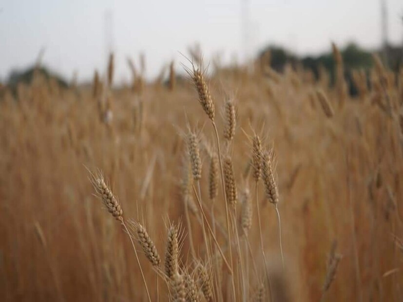 આ શિયાળે ઘઉંની ખેતી કરવી હોય તો આ 10 જાત વાવજો, 120 દિવસમાં 8000 કિલો ...