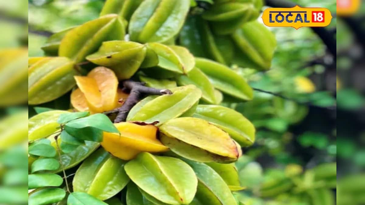 શિયાળામાં જોવા મળે છે આ અનોખું ફળ: કેન્સરના દર્દીઓ માટે છે ફાયદાકારક ...