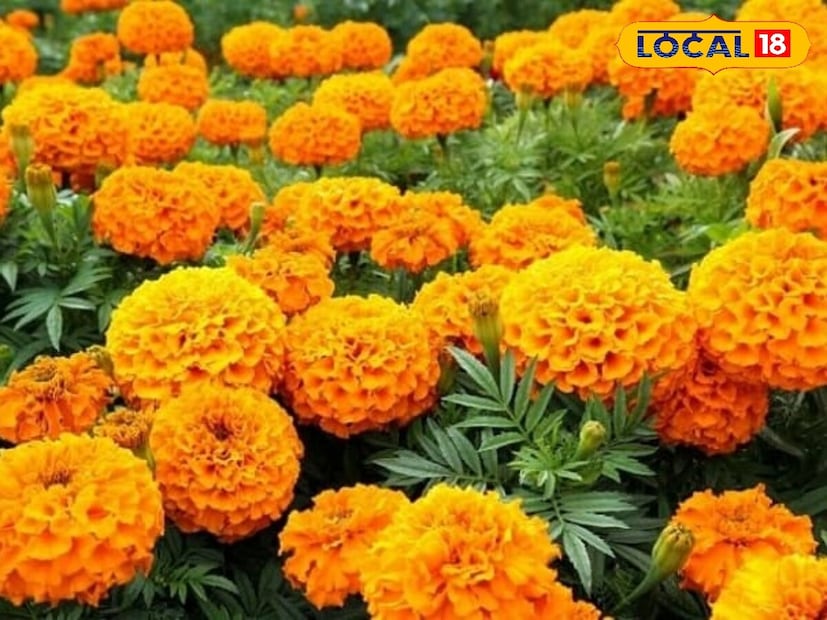 ગલગોટાના ફૂલની ખેતીની રીત - How to cultivate the Golgota flower ...