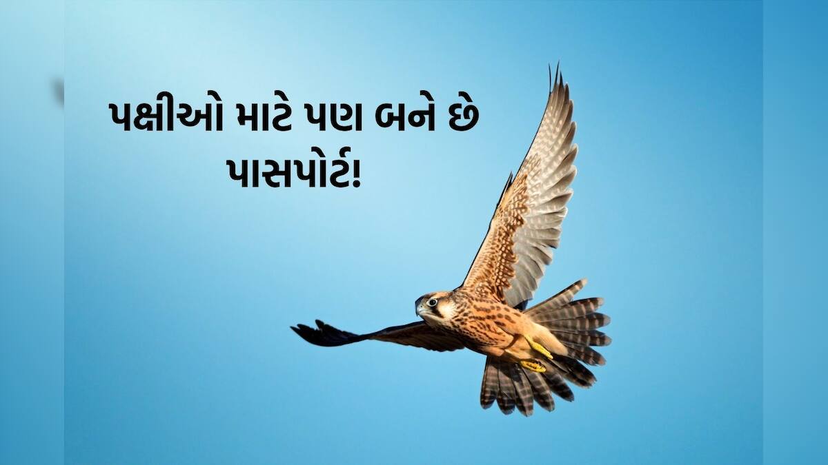 આ દેશમાં પક્ષીઓ પાસે પણ છે પાસપોર્ટ, પ્લેનમાં માણસોની જેમ બુક થાય છે ...