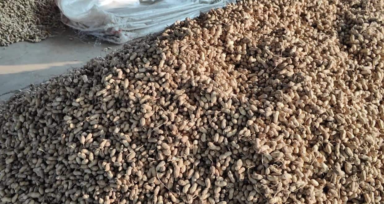 મગફળીના ભાવ ઘટતા ખેડૂતોને ખોટ - Farmers suffer losses as groundnut prices fall | અમરેલી - News18 ...