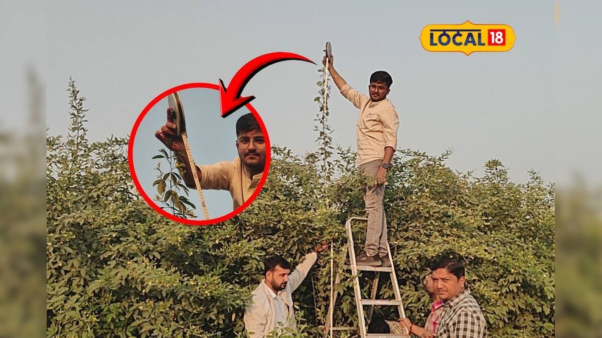 નેચરલ ફાર્મિંગ કોલેજમાં તુવેર પર સંશોધન - Research on Tuver at Natural ...