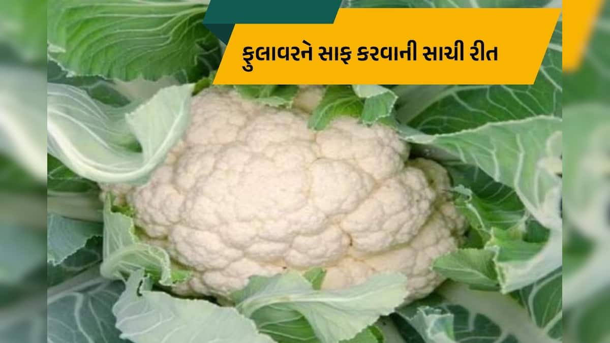 કામની વાત: શિયાળામાં ફુલાવર લાવો તો ટ્રિક અપનાવજો, ખૂણે ખૂણે છૂપાયેલા ...