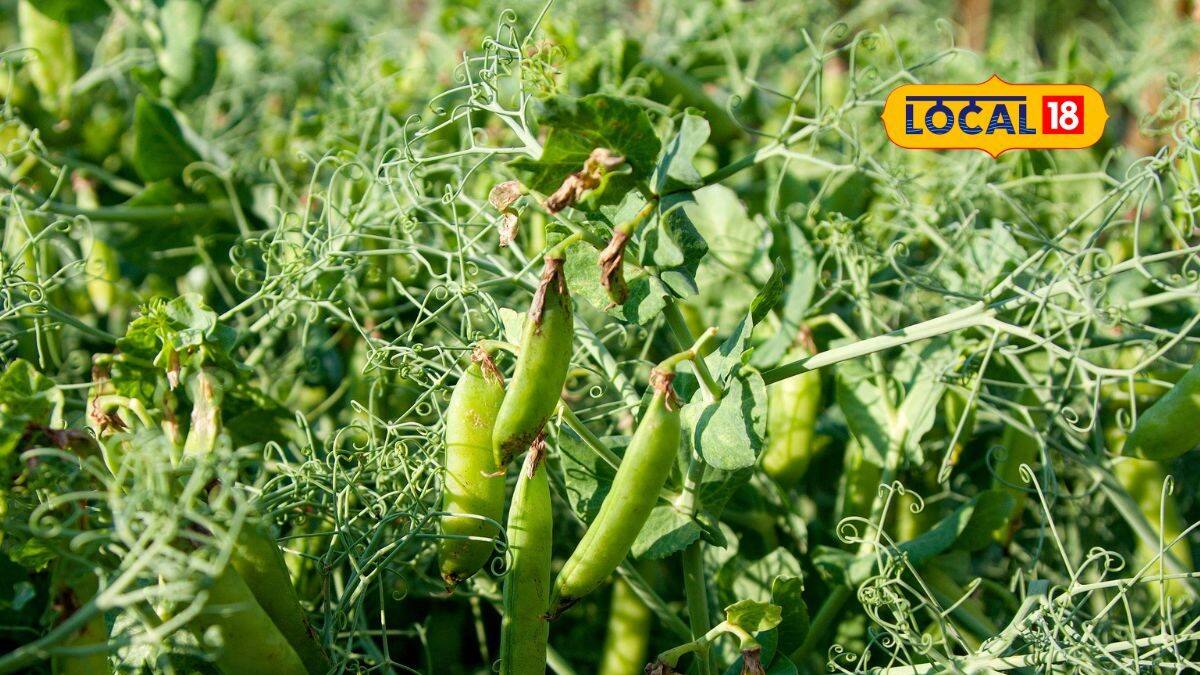 વટાણાની ખેતી કરવાની બેસ્ટ રીત - The best way to cultivate peas ...