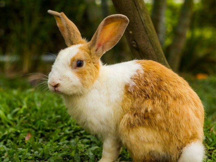 ઘરે લઇ આવો આ 5 જીવ, જીવનમાં ક્યારેય નહીં થાય ધનની કમી -Bring these 5 ...