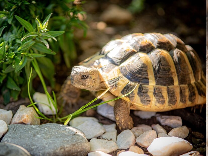 ઘરે લઇ આવો આ 5 જીવ, જીવનમાં ક્યારેય નહીં થાય ધનની કમી -Bring these 5 ...