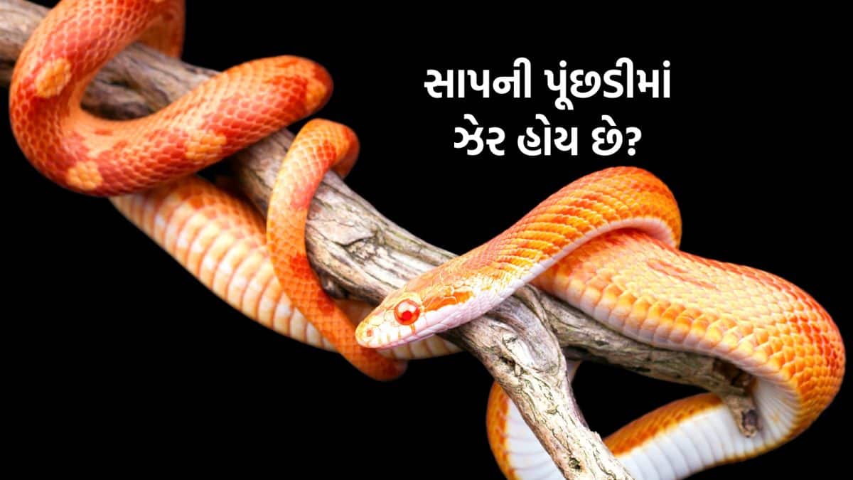 સાપની પૂંછડીમાં ઝેર હોય છે કે નહીં? જાણો શું કહે છે નિષ્ણાત- snake bite ...