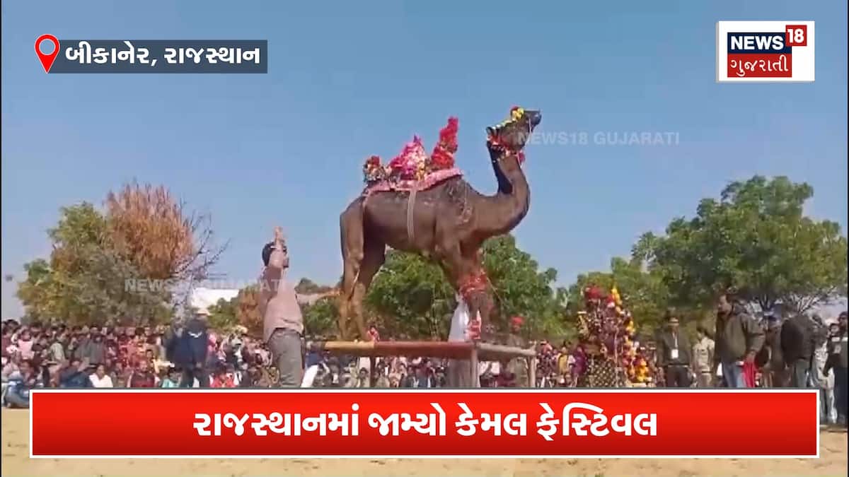 અદ્ભૂત: ખાટલા ઉપર ખાટલો એની પર ઊંટ! વીડિયો જોઈને વિશ્વાસ નહીં આવે ...