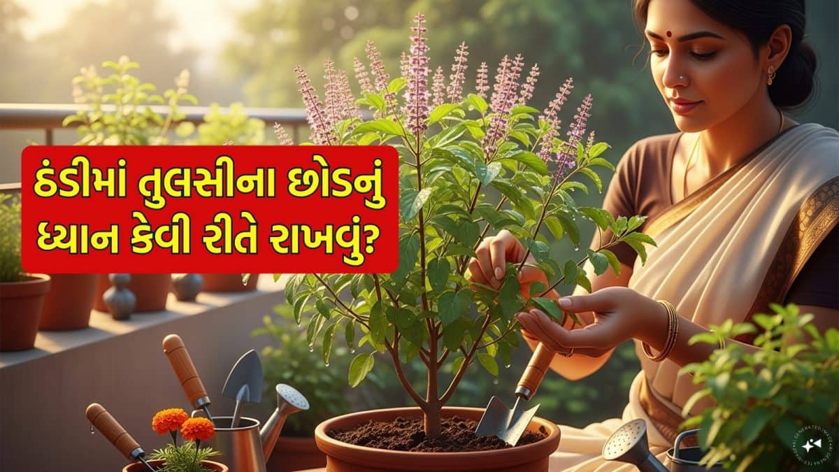 Tulsi Gardening Tips : શિયાળામાં તુલસીનો છોડ વારંવાર સુકાઈ જાય છે? તો ...