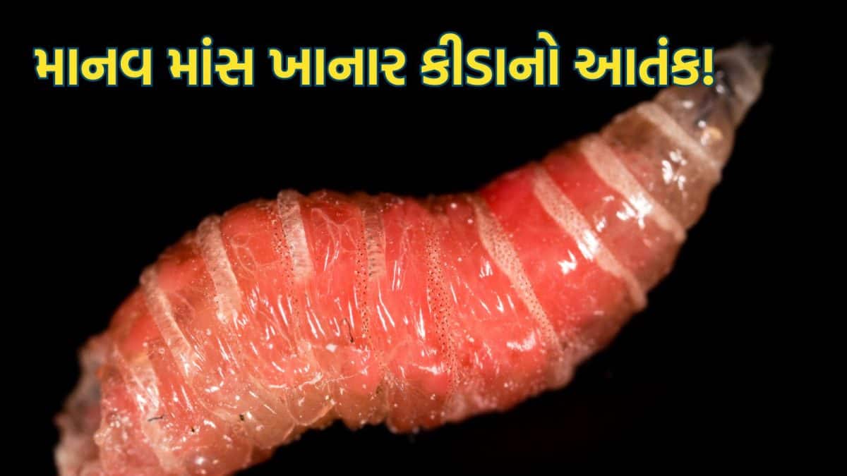 માનવ માંસ ખાનારા જંતુનો ત્રાસ ફરી સામે આવ્યો, અત્યાર સુધીમાં 7ના મોત ...