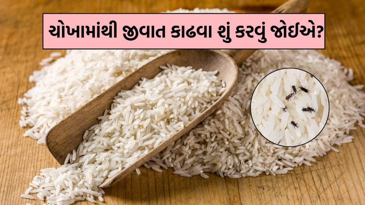 ચોખામાં વારંવાર જીવાત પડી જાય છે? તો આ ટિપ્સથી કરો દૂર!-Rice Storage ...
