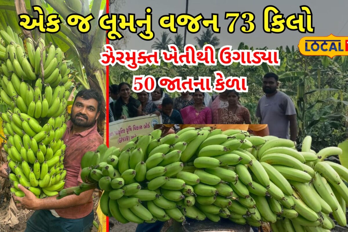 Surat News Today (સુરત સમાચાર): Latest Updates, Breaking News ...
