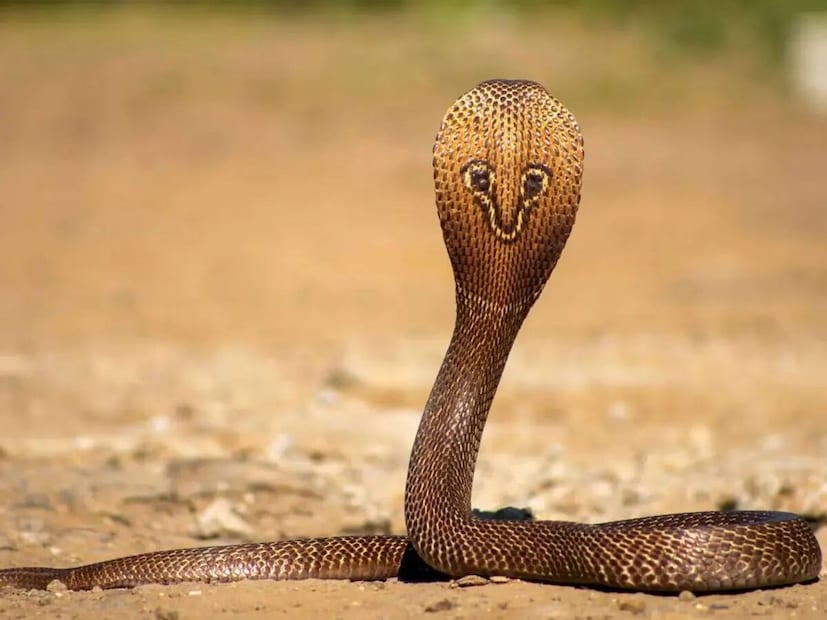 Snake : તમારા ફોનમાં આ એપ છે? ઘરની આસપાસ ફરતા ઝેરી સાપોનું લાઈવ લોકેશન ...