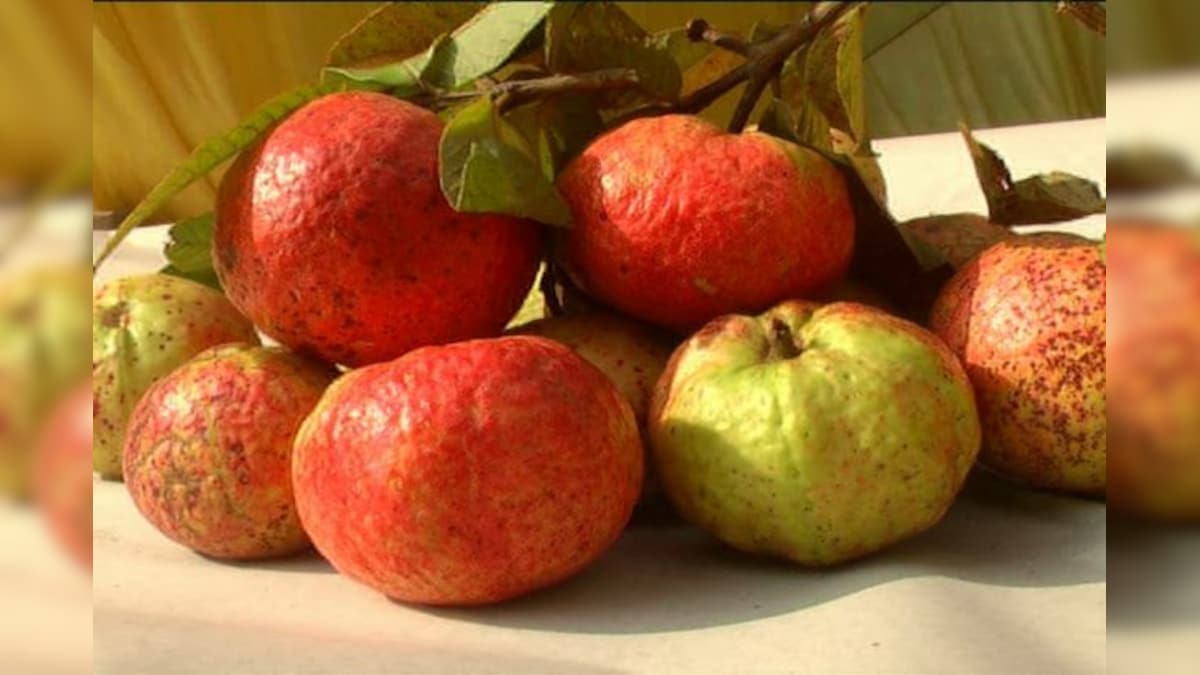 کیوں دنیابھر میں مشہور ہیں الہ آبادی امرود ؟ جانیں کچھ خاص باتیں