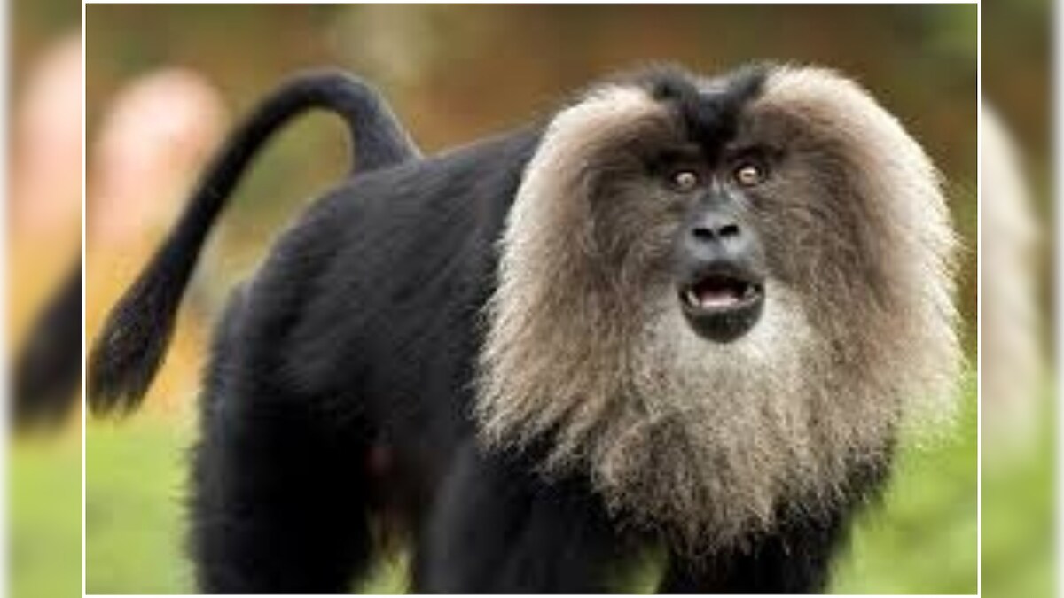 Exotic Animals: غیر ملکی جانوروں سے متعلق کیاہیں مرکزکے تاریخی ...