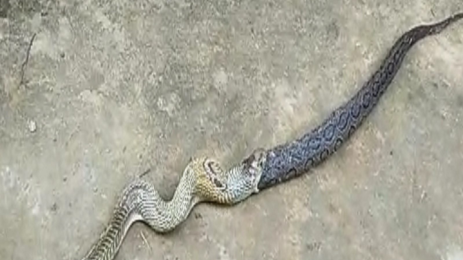 Cobra eating another 2-foot Snake: دو فٹ کا کوبرا نے 6 فٹ کوبرا کو نگل ...