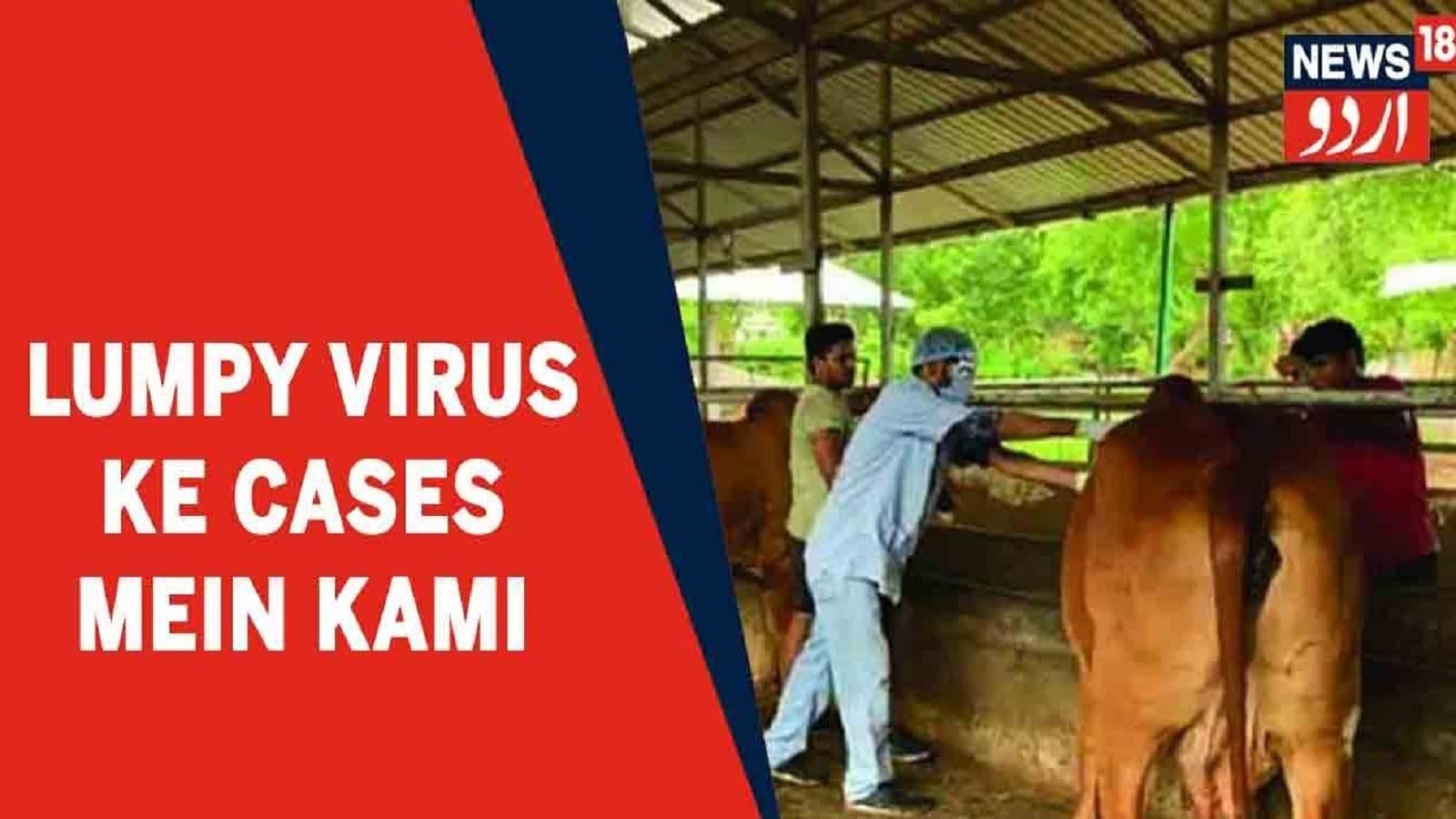 Lumpy skin disease can the virus transmit from cattle to humans is milk ...