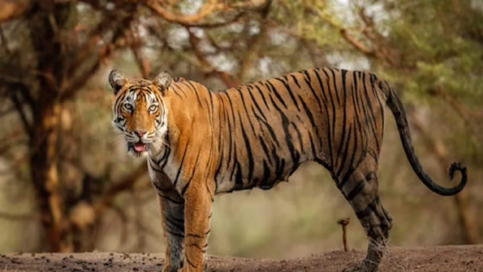 50 years of Project Tiger PM set to release new census on April 9 rah ...