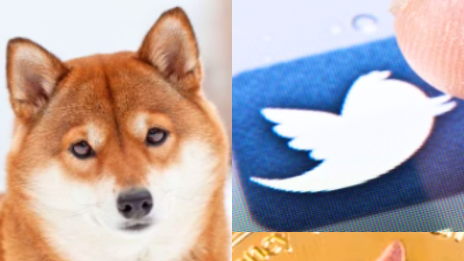 Viral twitter dog logo who is doge elon musk dogecoin name of dog in ...