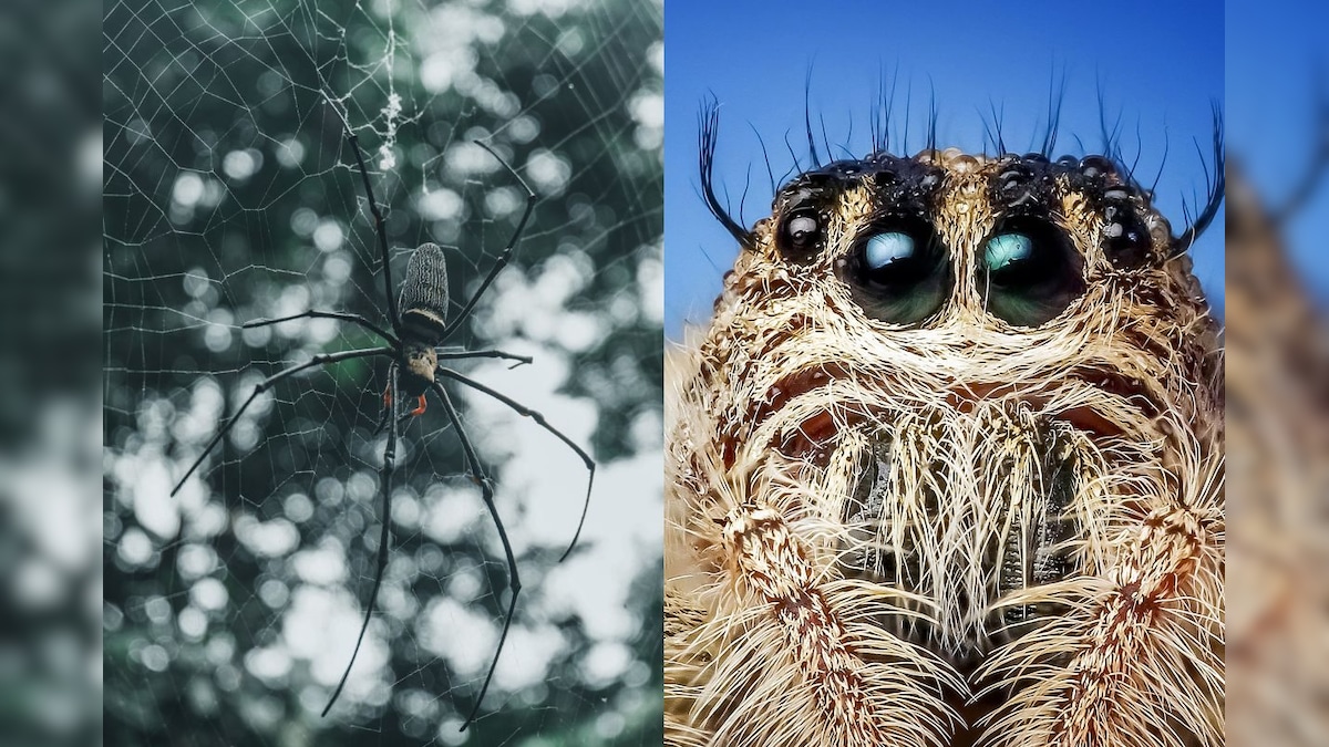 9 most weird spiders in the world most bizarre spiders peacock spider ...