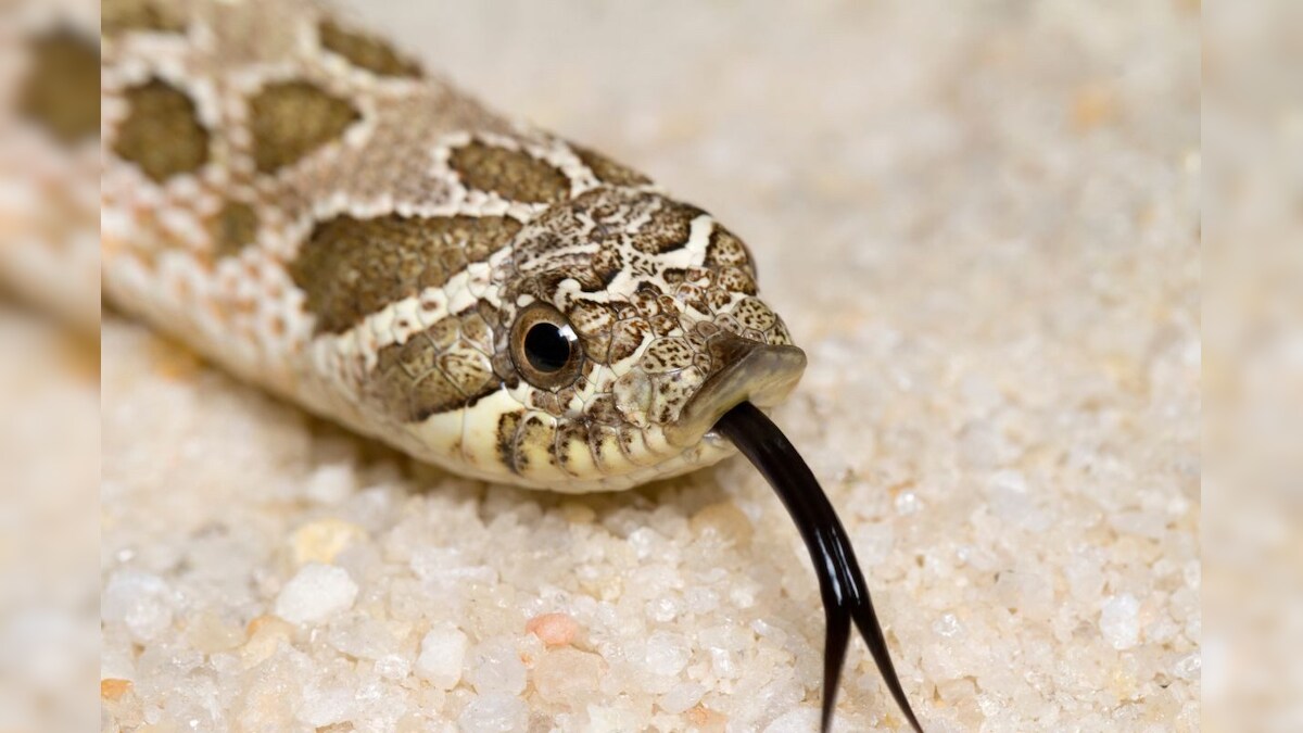 What to do if snake is in front of you expert share five useful tips if ...