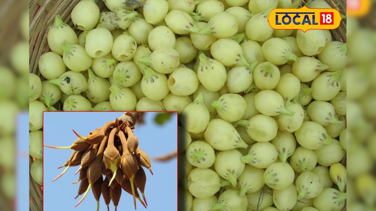 How to use mahua fruit benefits for health treatment of loose teeth and ...