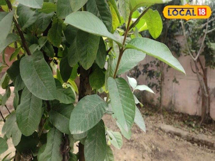 How To Remove Yellowness Of Teeth Clean Home Remedy By Guava Leaves