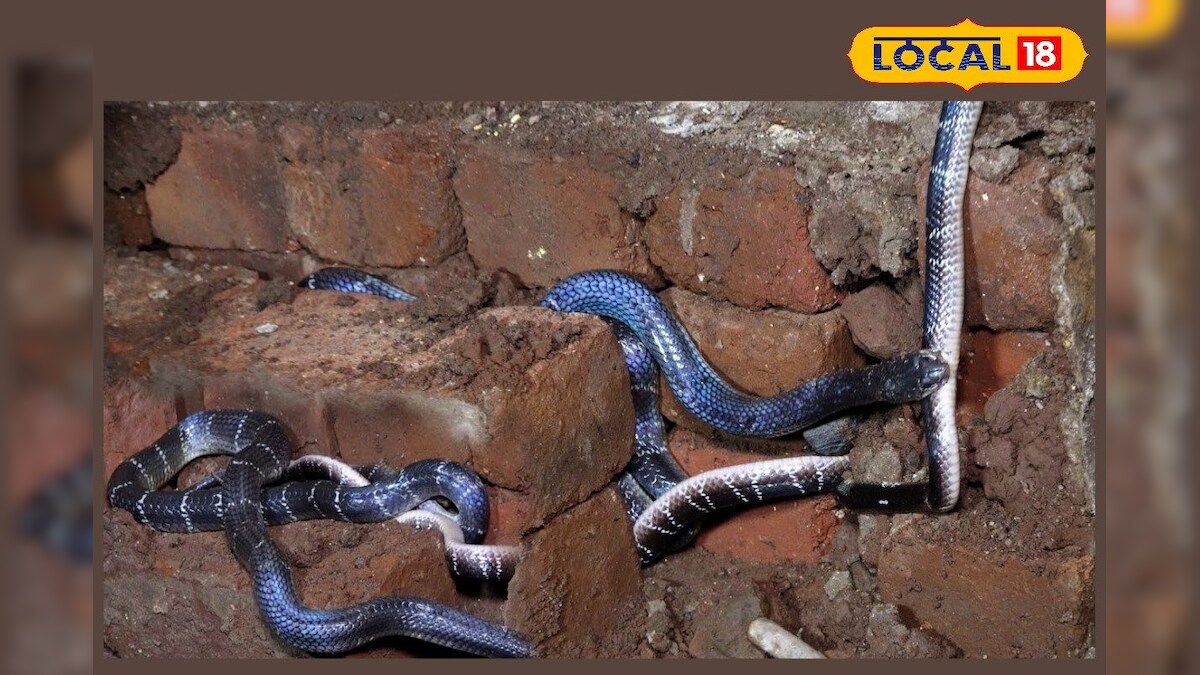 Lifestyle snakes loves to make home here remove these things like clutter meat mouse lizard ...