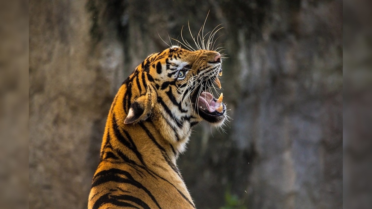 India national animal is tiger but dow you know about the national ...