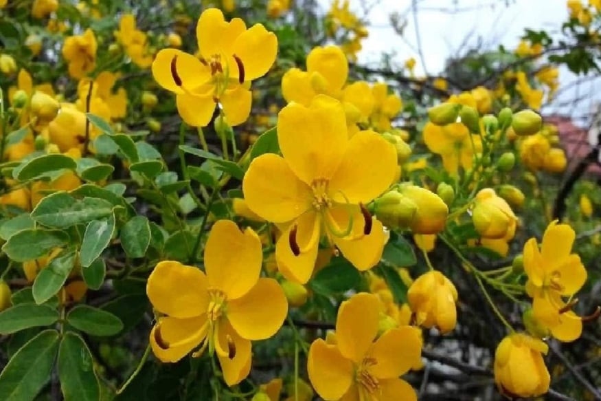 நீரிழிவு நோயை குணபடுத்தும் ஆவாரம் பூ - News18 தமிழ்