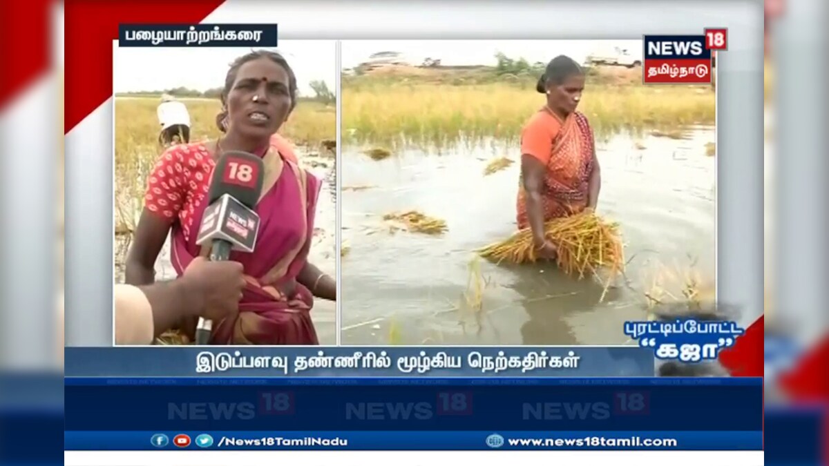 தண்ணீரில் மூழ்கி அறுவடை செய்யும் விவசாயிகள்!