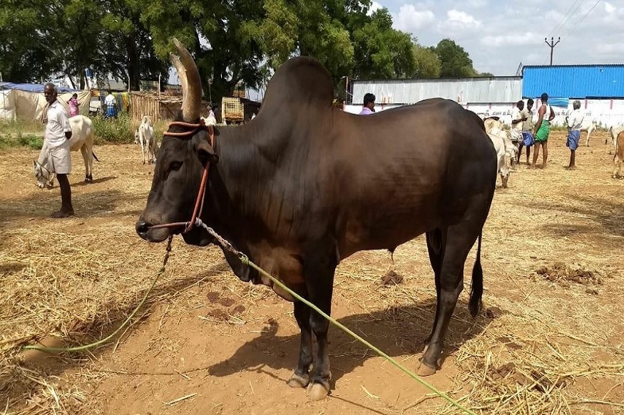 குறைவான பராமரிப்பு... நிறைவான நலம் தரும் நாட்டு மாடுகள்...!