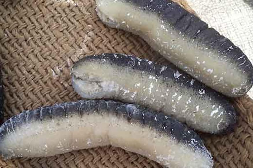 ஆண்மை சக்தியை அதிகரிக்கிறதா கடல் அட்டை? கடத்தலும்... பின்னணியும் ...