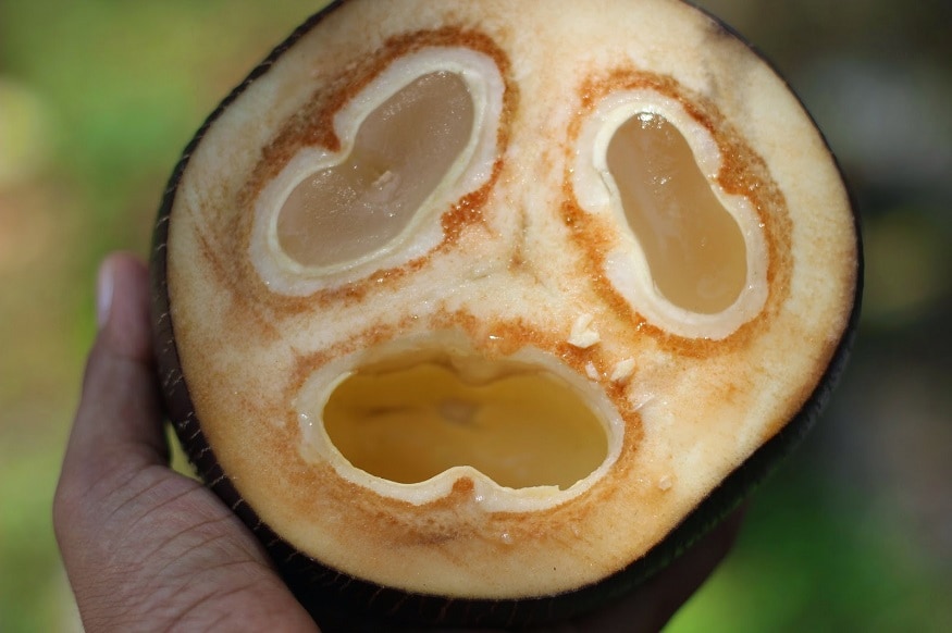 அம்மை, வியர்க்குருவை குணப்படுத்தும் நுங்கு... நன்மைகள் என்னென்ன ...