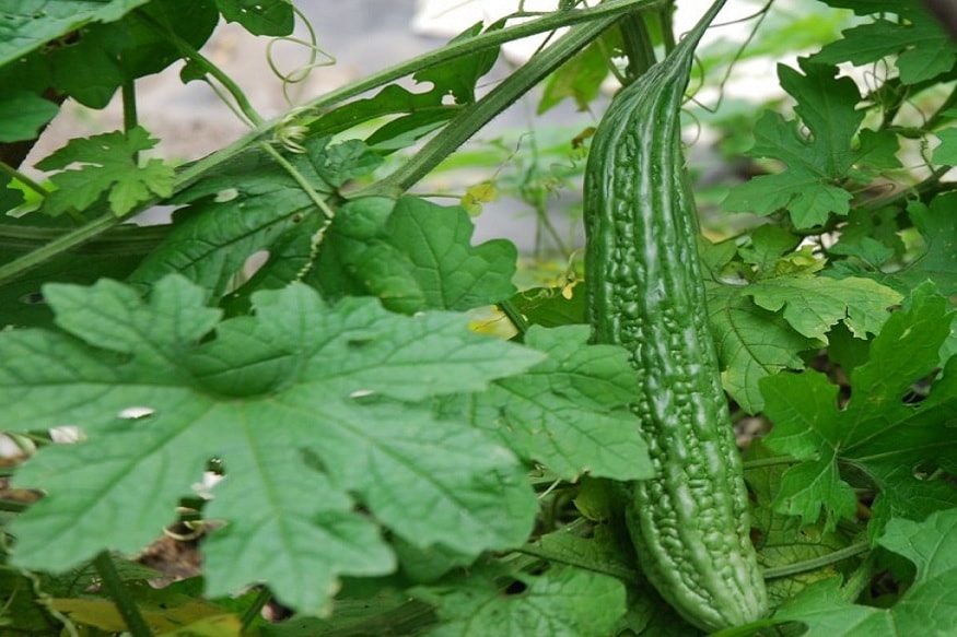 பாகற்காய் ஊறுகாய் செய்வது எப்படி? | லைஃப்ஸ்டைல் - News18 தமிழ்