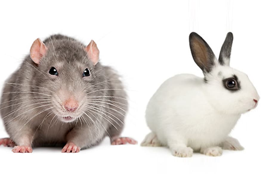 பார்களில் முயல்கறி என்ற பெயரில் எலிக்கறி! வைரல் வீடியோவால் குடிமகன்கள் ...