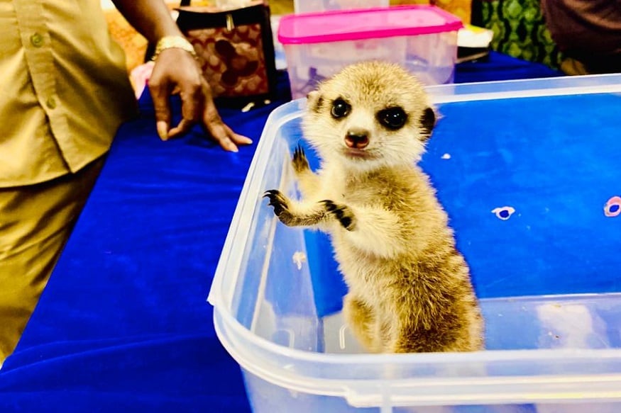 சென்னைக்கு கடத்திவரப்பட்ட 13 அரியவகை உயிரினங்கள் பறிமுதல்! – News18 தமிழ்