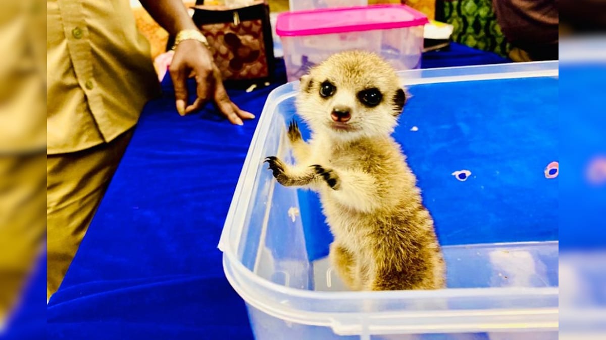 சென்னைக்கு கடத்திவரப்பட்ட 13 அரியவகை உயிரினங்கள் பறிமுதல்! – News18 தமிழ்